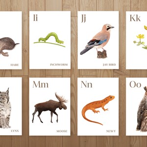 Woodland ABC Cards, Animal Alphabet Cards, Nature Themed Alphabet Cards ...