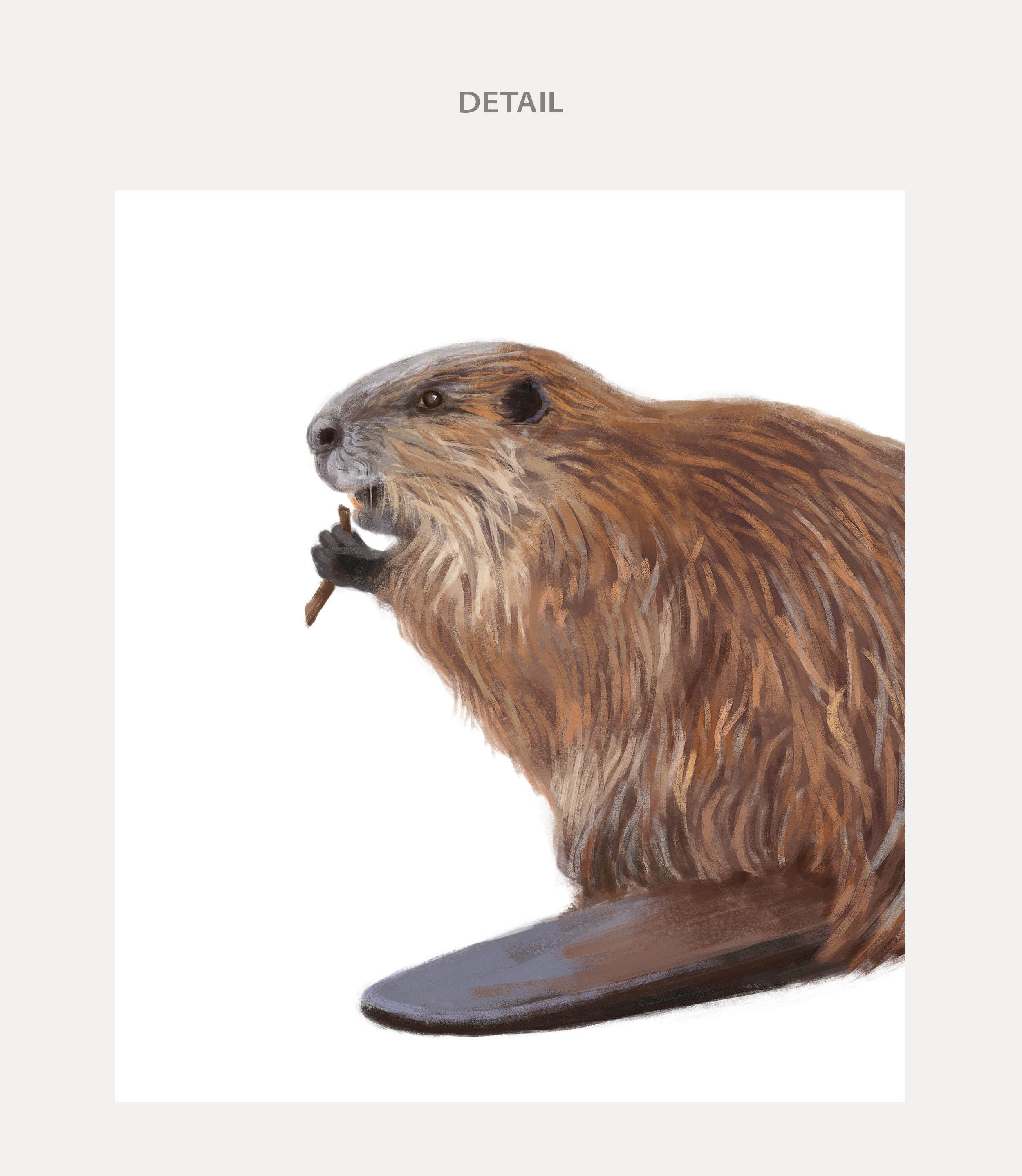 Beaver Print Woodland Printable Wall Art Forest Animals | Etsy