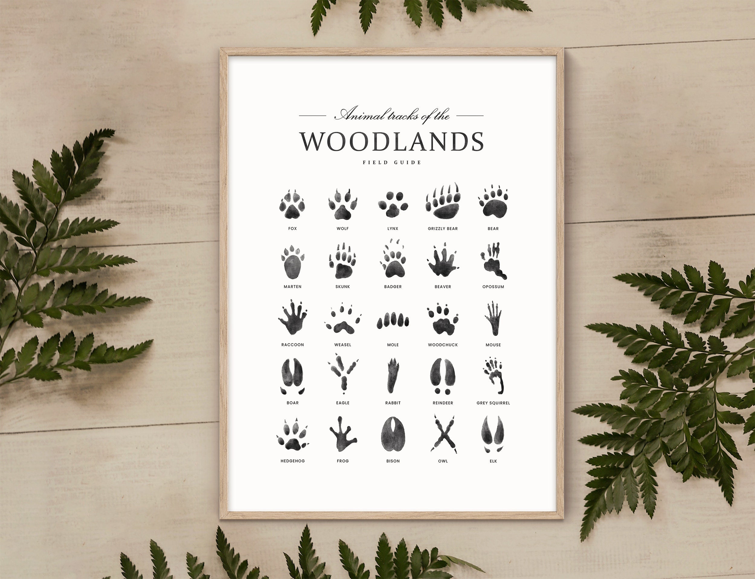 Animal Track Print, Woodlands, Footprints of the Woodland Printable ...