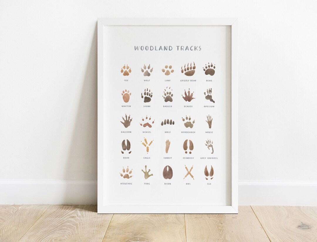 Animal Track Print, Woodlands, Footprints of the Woodland Printable ...