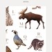 Woodland Alphabet Poster Forest Animal ABC Print Woodland - Etsy