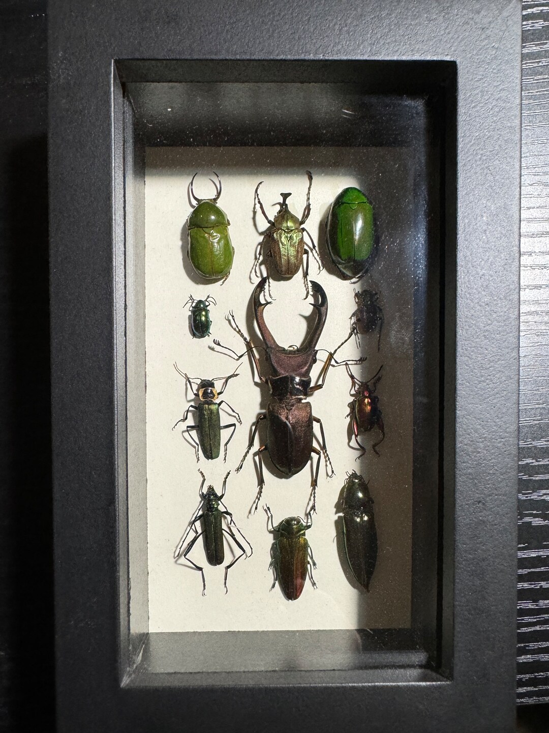 Copper Beetle Collection Collage Real Beetles in 4.5x7.5 Frame - Etsy