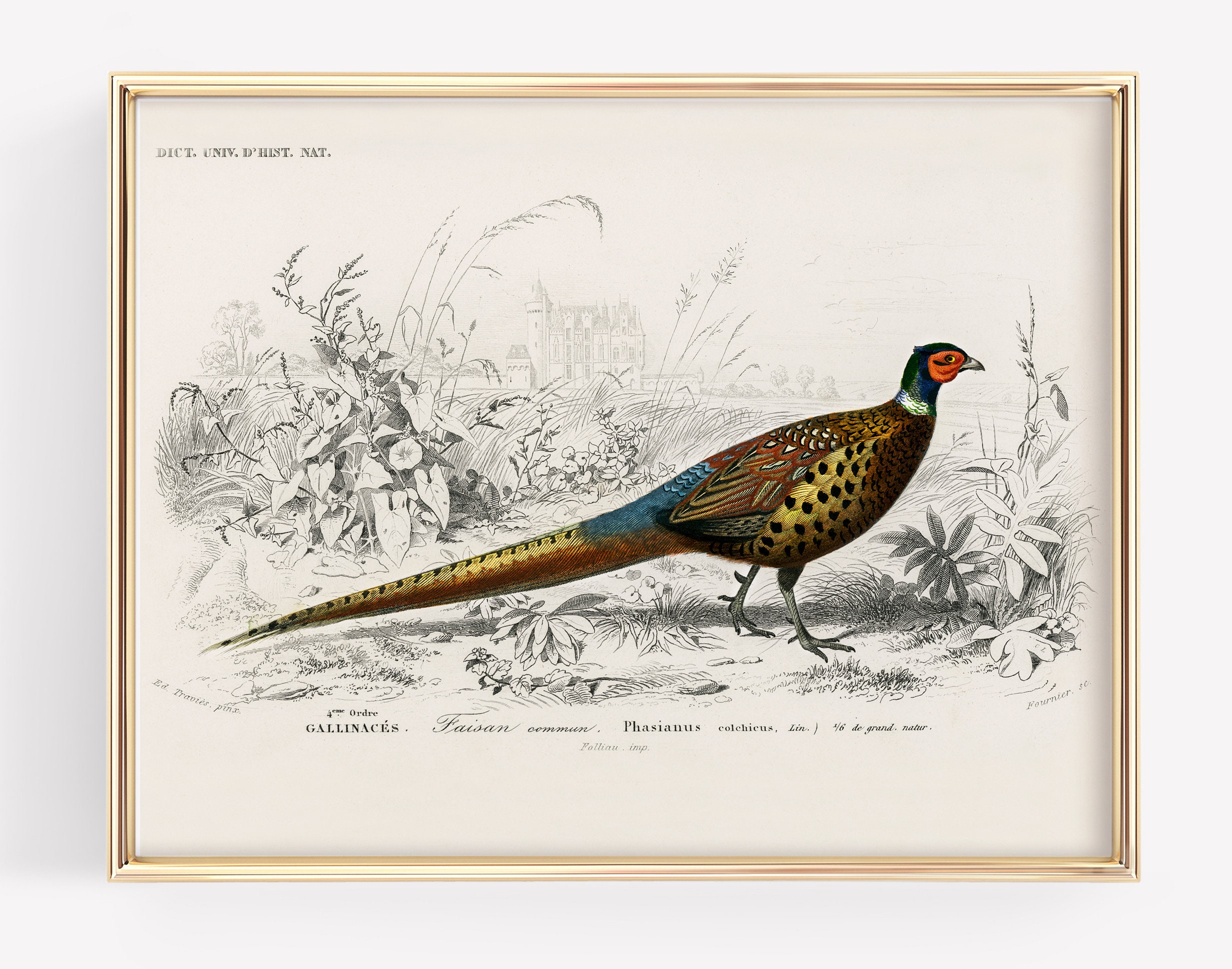 Fasan Wandkunst Fasan Vintage Kunst druckbare Wandkunst | Etsy
