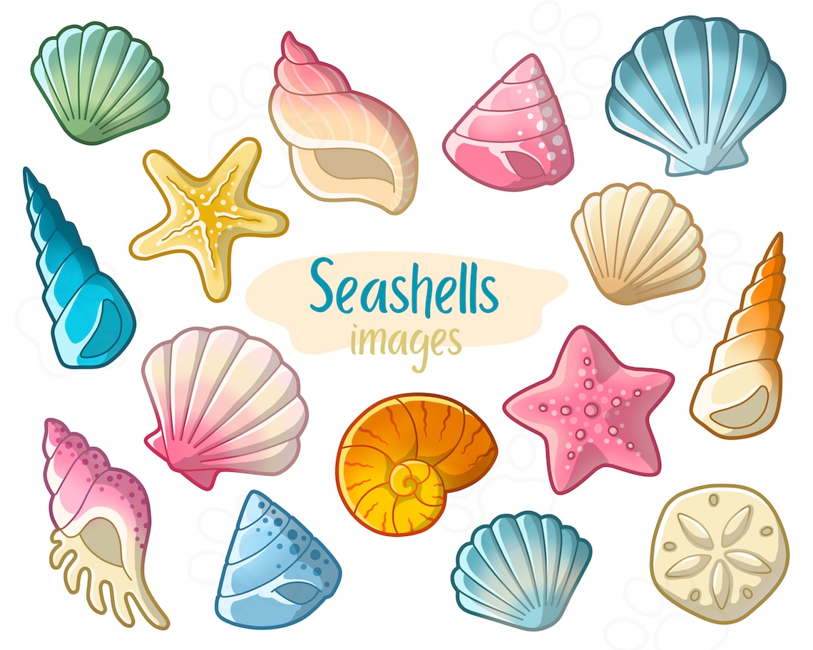 Seashells - Clipart Images - Digital Download - Etsy