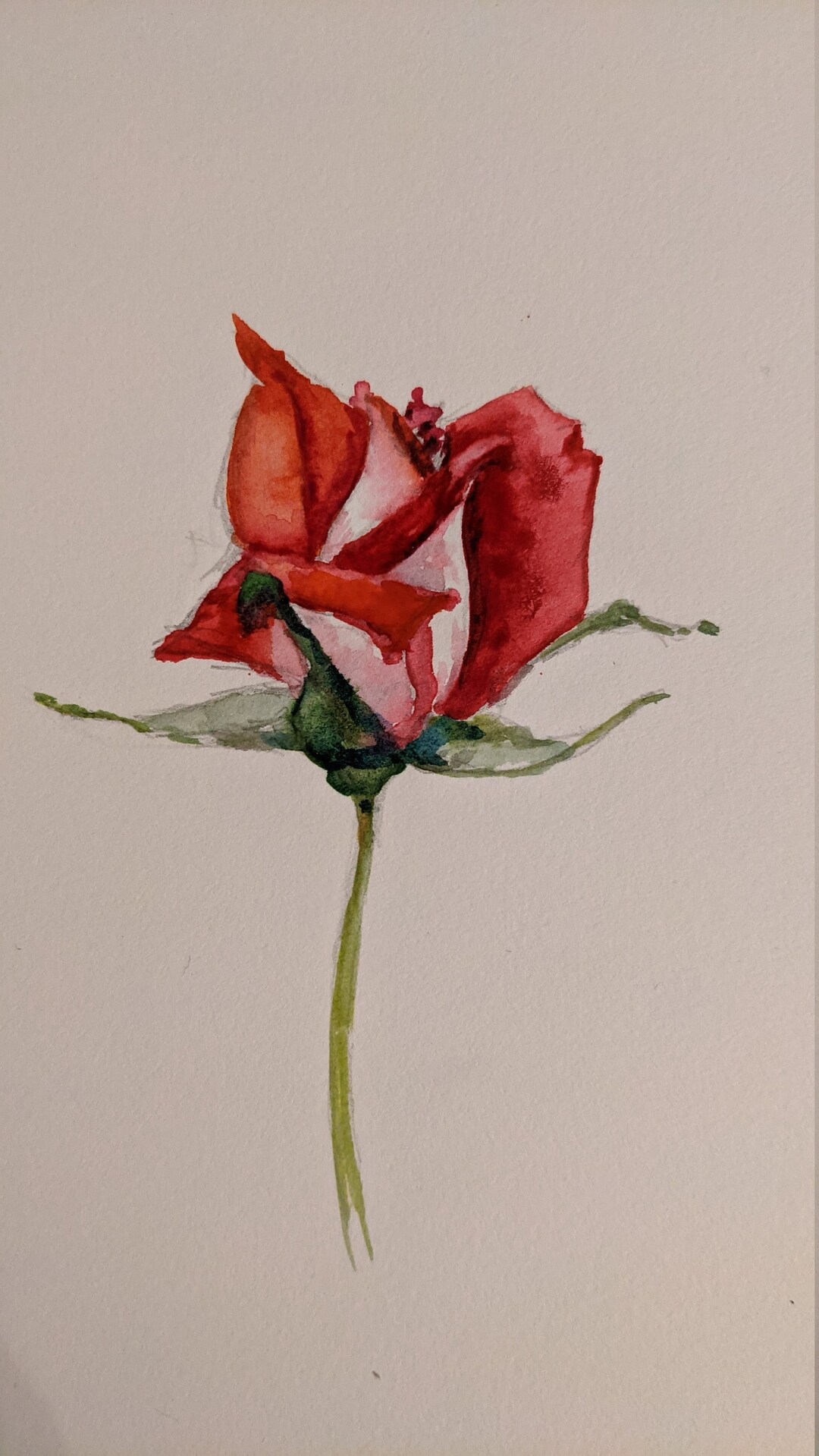 Watercolor Art, Rose Study - Gini's Garden Series: Original Watercolor ...