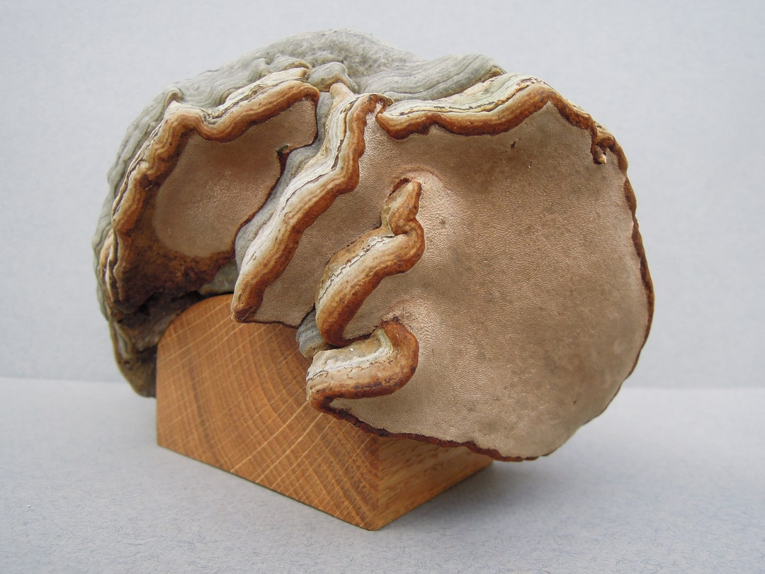 Tinder Fungus Tree Fungus Natural Object Moon Landscape Natural ...