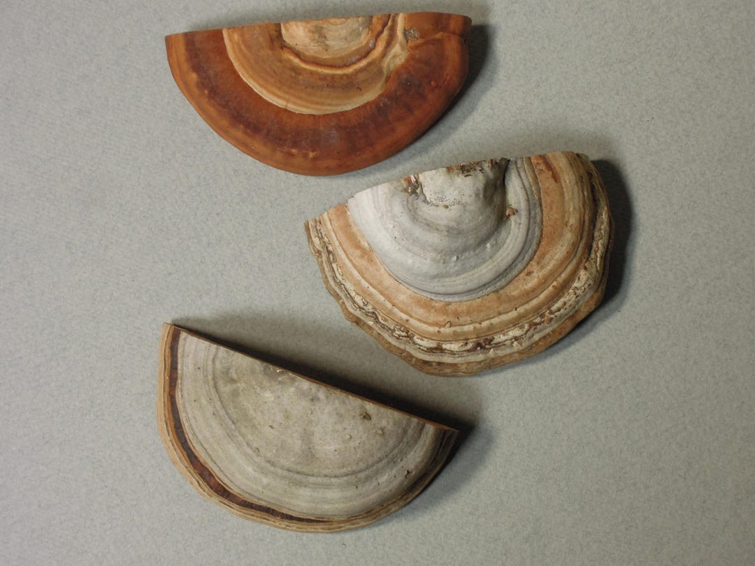 Tinder Fungus Tree Fungus Arrangement Craft Decoration Christmas Autumn ...