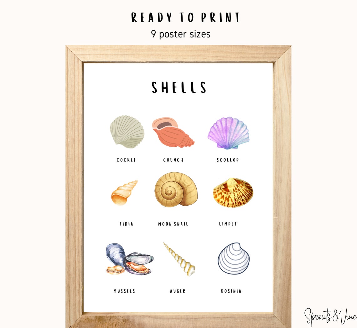 Seashells Montessori Poster, Summer Educational Poster, Beach Printable ...