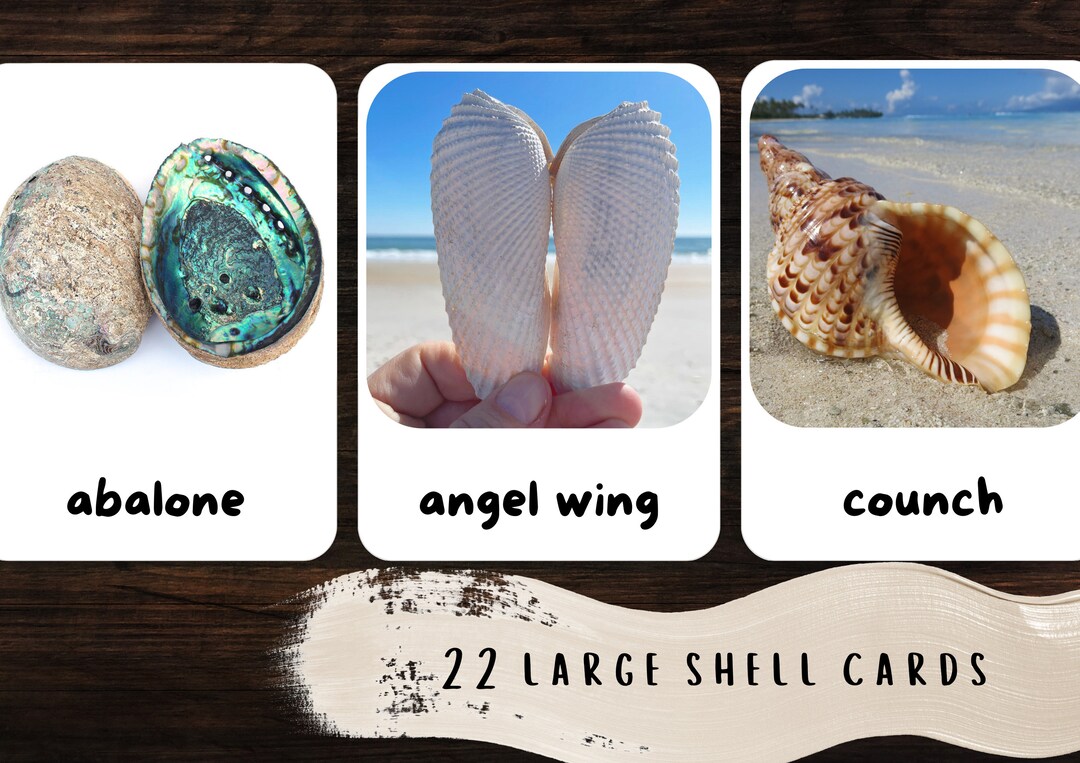 SEASHELLS Flash Cards | Montessori Inspired Printable Vocabulary Cards ...