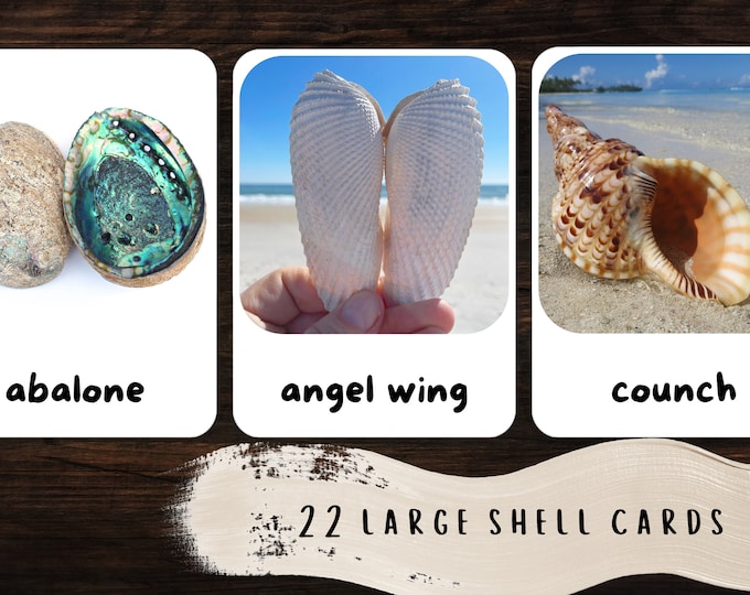 Seashell Flashcards and Poster Set, Seashell Unit Study, Seashell ...