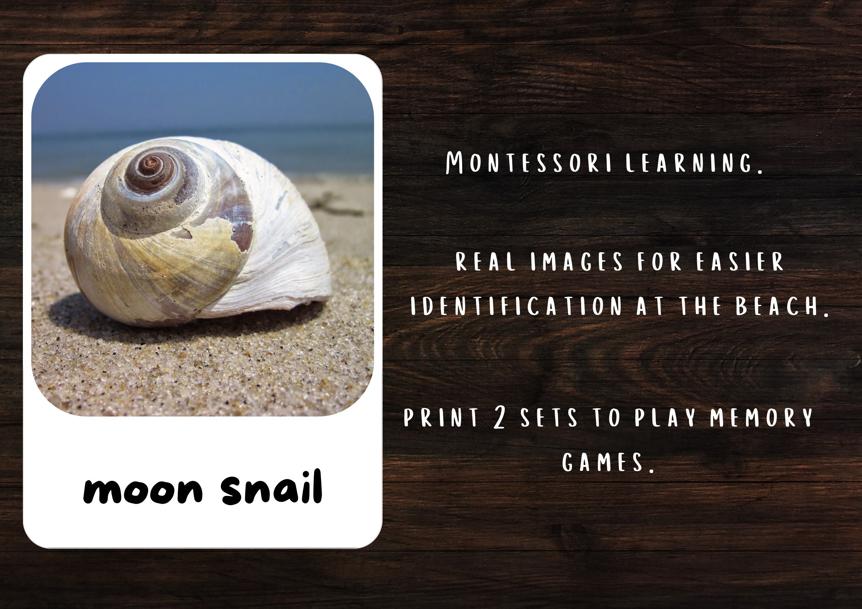 SEASHELLS Flash Cards | Montessori Inspired Printable Vocabulary Cards ...