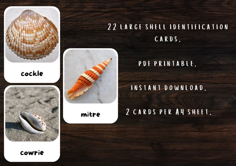 SEASHELLS Flash Cards | Montessori Inspired Printable Vocabulary Cards ...