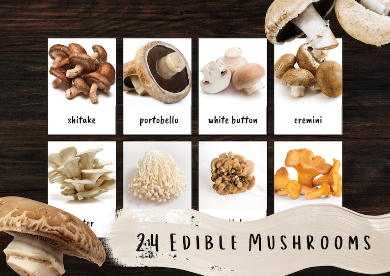 Edible Mushroom Montessori Flashcards Montessori Materials - Etsy