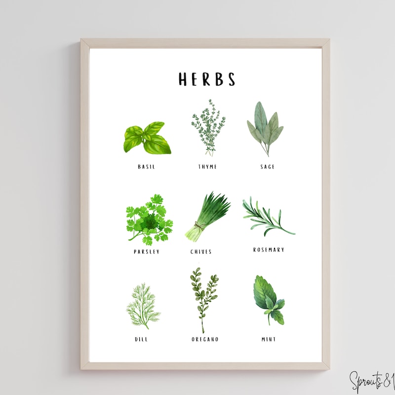 Herb Poster - Etsy
