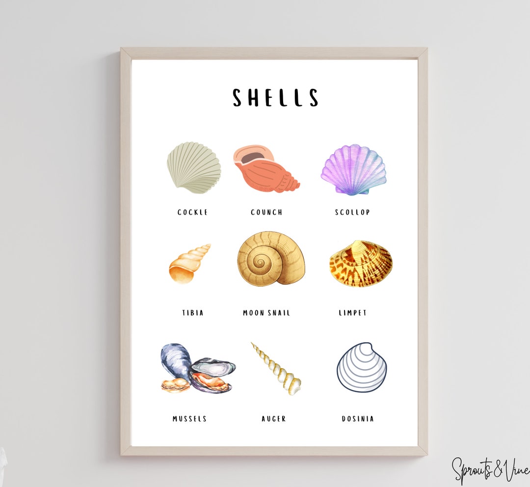 Seashells Montessori Poster, Summer Educational Poster, Beach Printable ...
