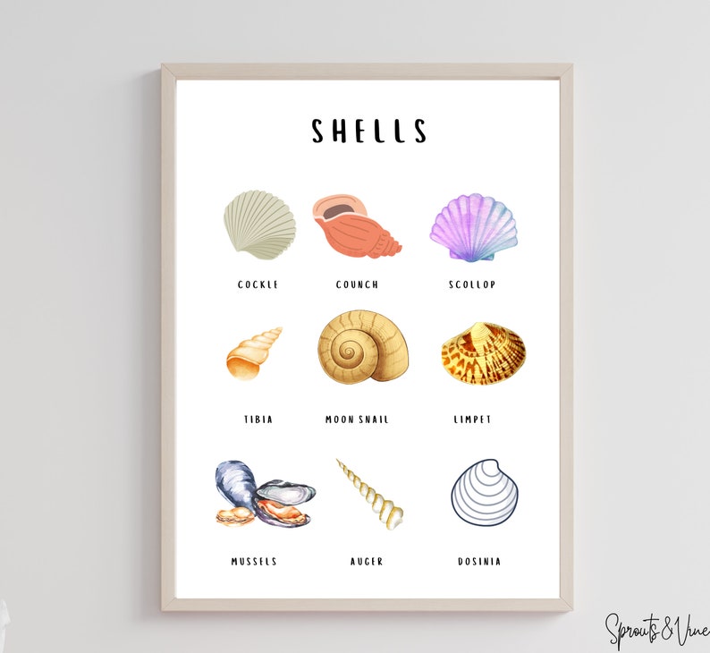 Seashells Montessori Poster, Summer Educational Poster, Beach Printable ...
