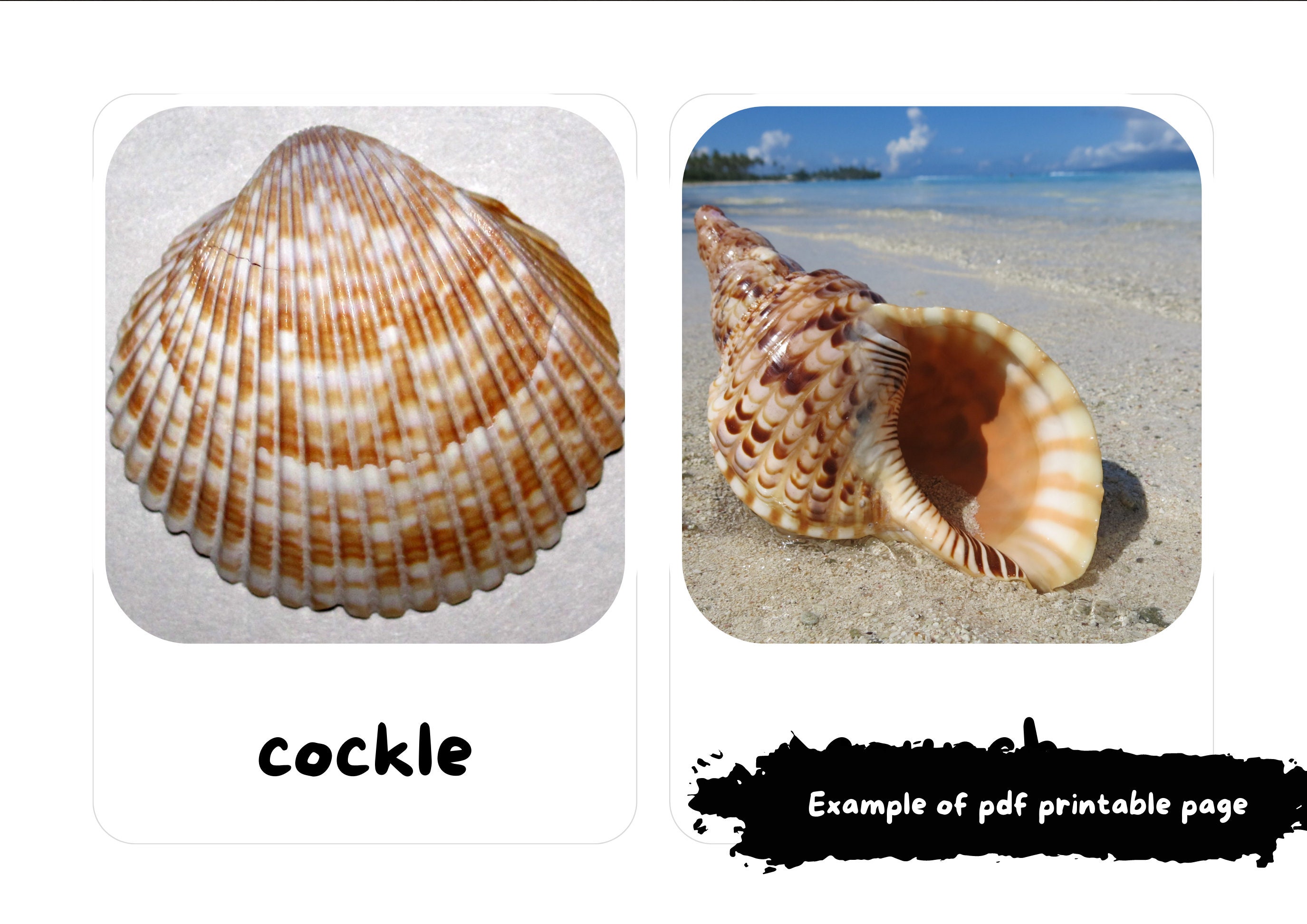 SEASHELLS Flash Cards | Montessori Inspired Printable Vocabulary Cards ...