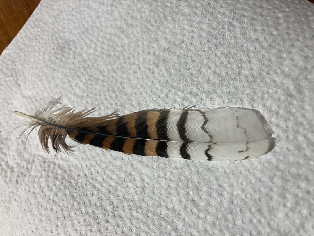 Kookaburra Feather - Etsy