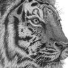 Jude Bellingham- England FC, Euro 2024 A4 Pencil Drawing Print - Etsy UK