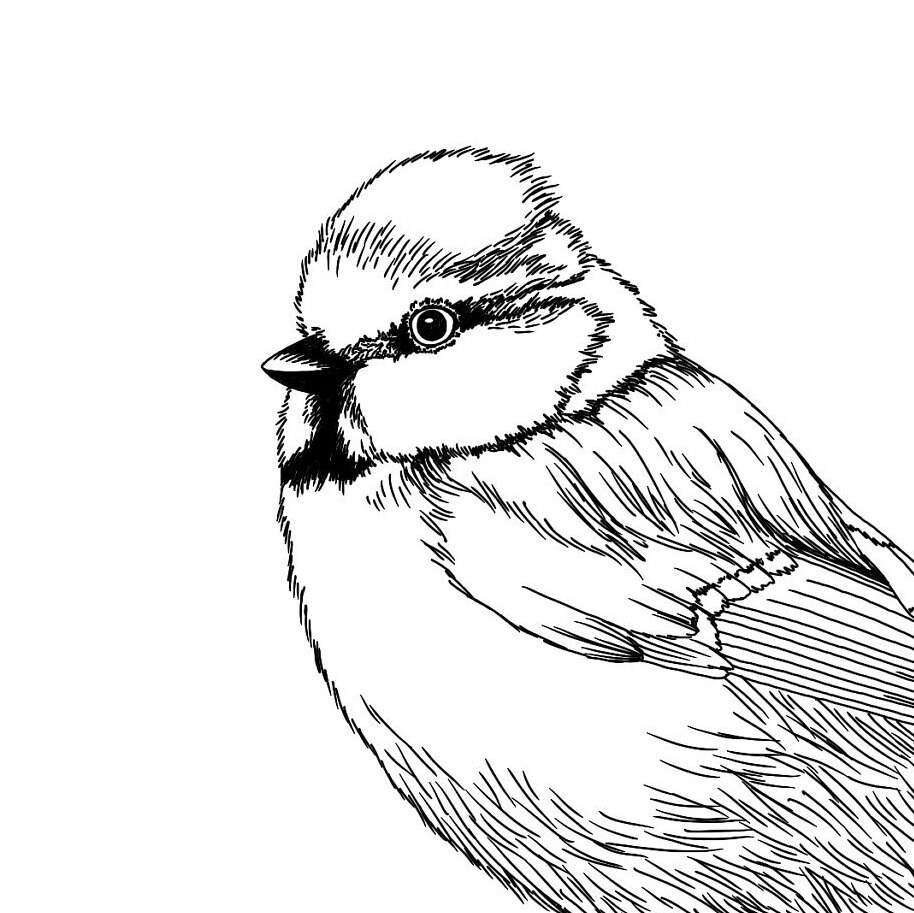 Blue Tit & Great Tit Hand Illustrated Art Print | Bird Lovers Artwork ...