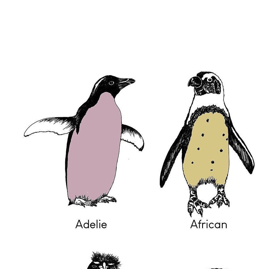 A Guide to Penguins - Hand Illustrated Art Print | Penguin Lovers ...