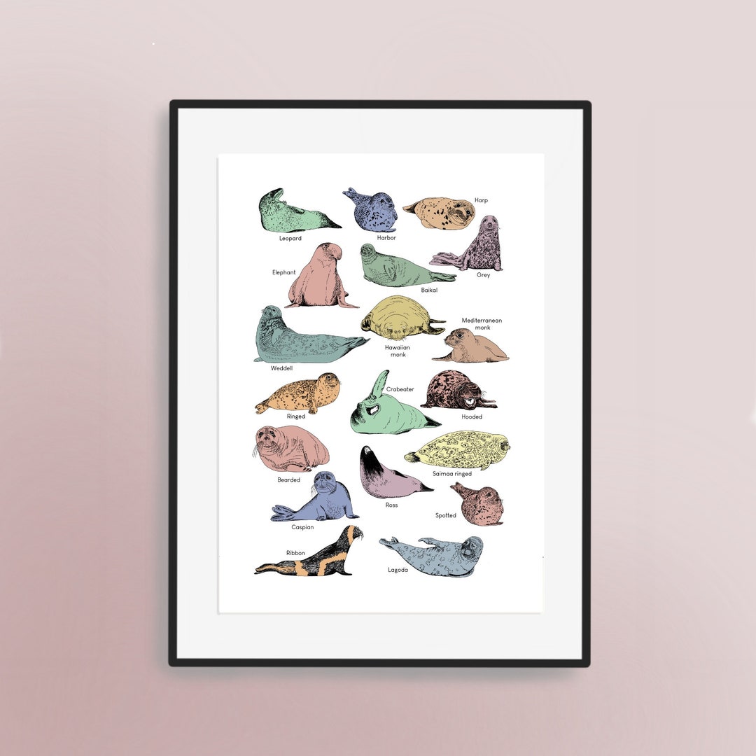 A Guide to Seals - Hand Illustrated Art Print | Seal Lovers Artwork ...