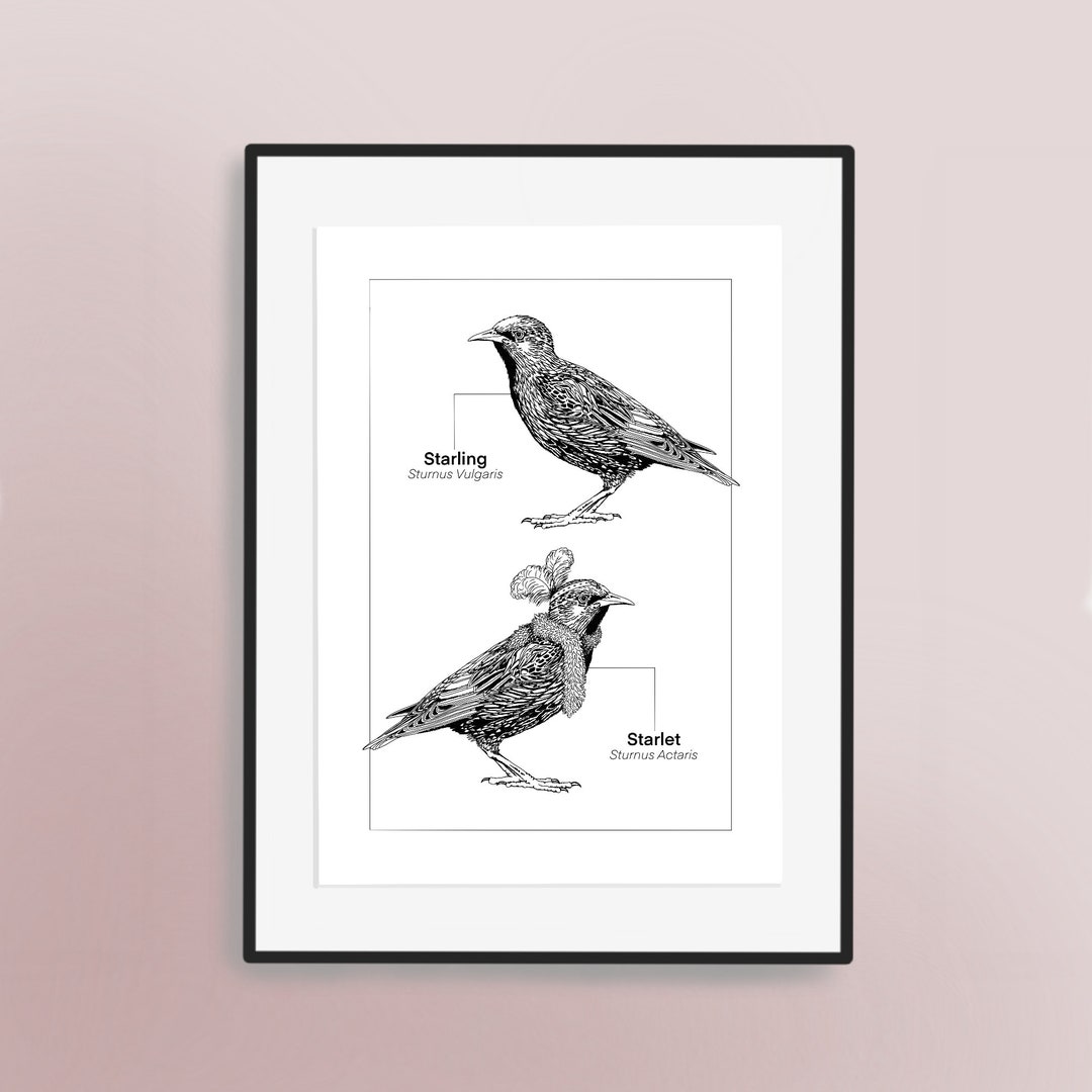 Starling Hand Illustrated Art Print | Bird Lovers Artwork | British ...