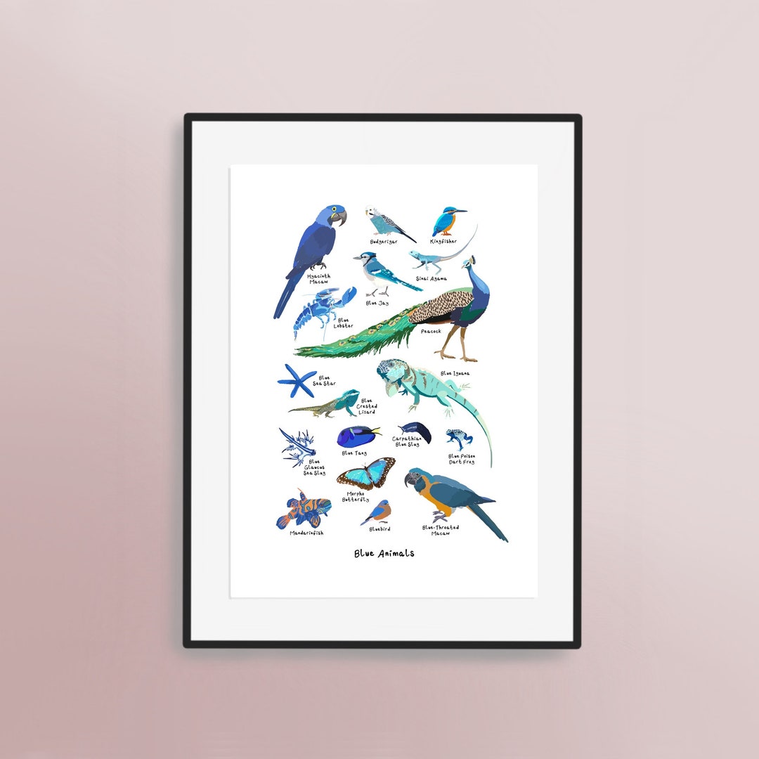 A Guide to Blue Animals - Hand Illustrated Art Print | Macaw ...