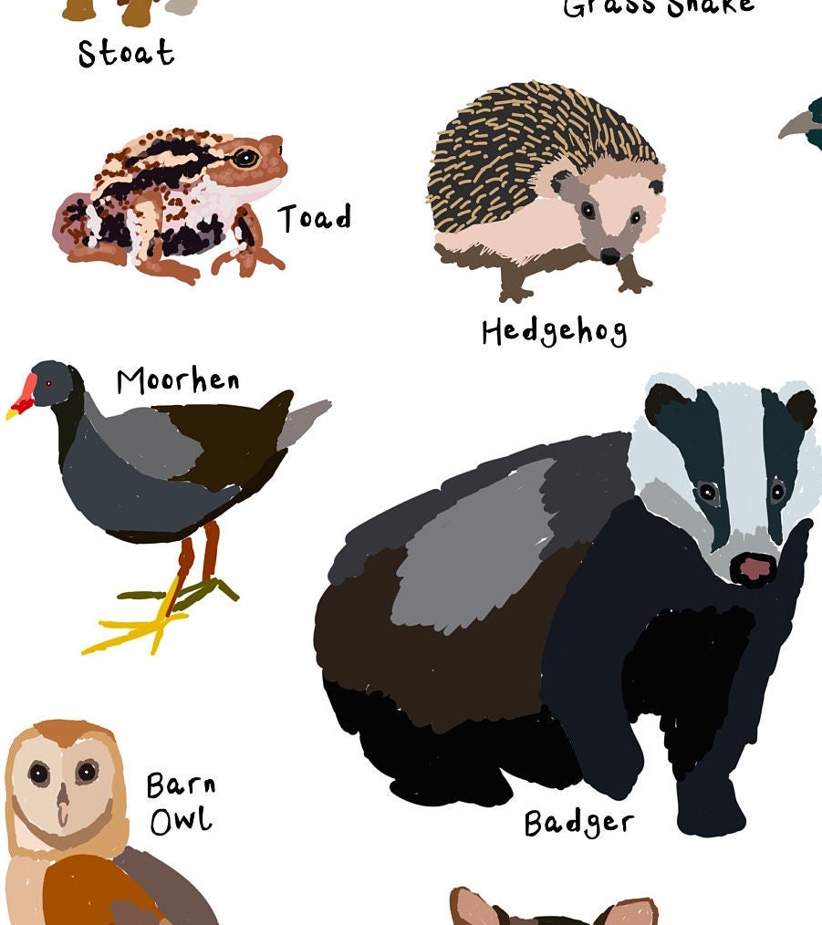 A Guide to Woodland Animals Personalisable Hand Illustrated Art Print ...