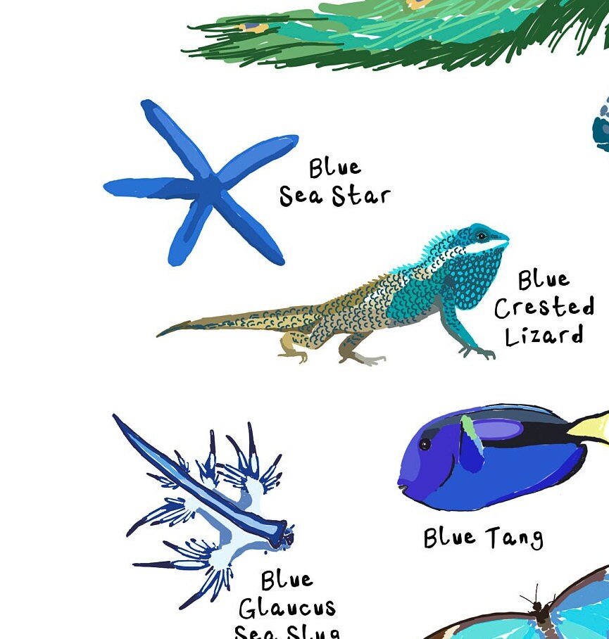 A Guide to Blue Animals Hand Illustrated Art Print Macaw Kingfisher ...
