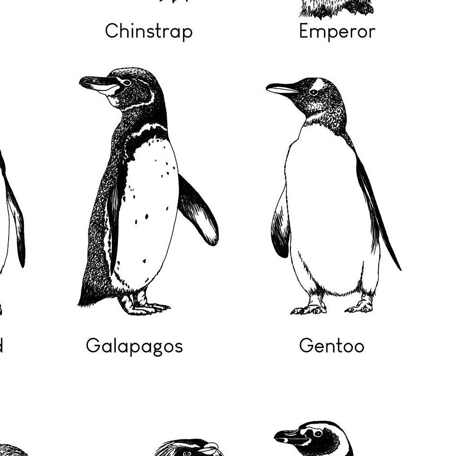 A Guide to Penguins Hand Illustrated Art Print Penguin - Etsy