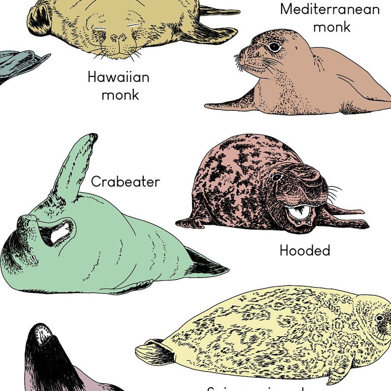 A Guide to Seals Hand Illustrated Art Print Seal Lovers Artwork Harbour ...
