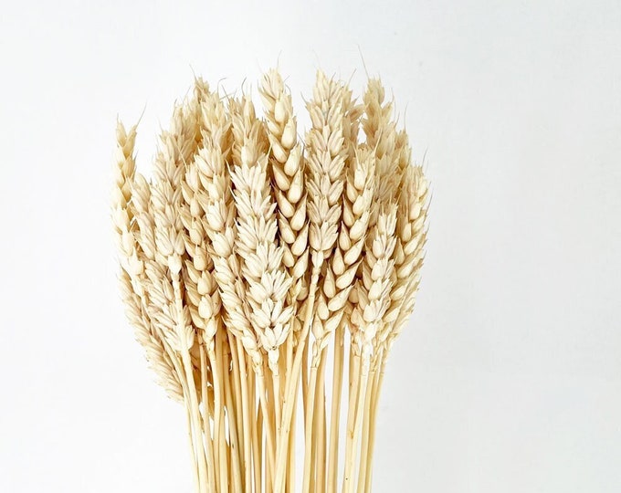 20 Pcs Dried Wheat, Bleached Natural Wheat, Dried Flowers Bouquet ...
