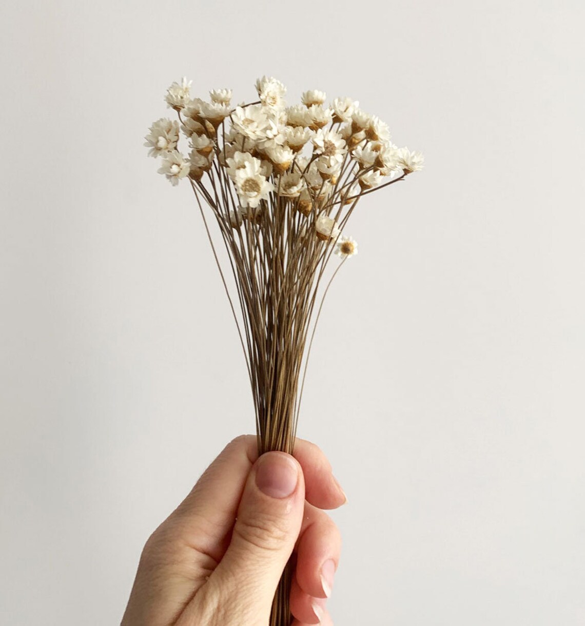 Glixia Bunch, Star Flowers Bunch, Dried Flowers, Dried Flowers Bouquet ...