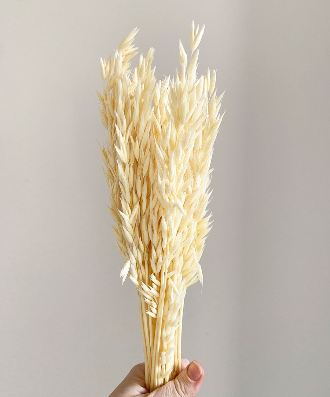 Dried Oat, Dried Oat Bunch, Dried Flowers Bouquet, Dried Grass, White ...