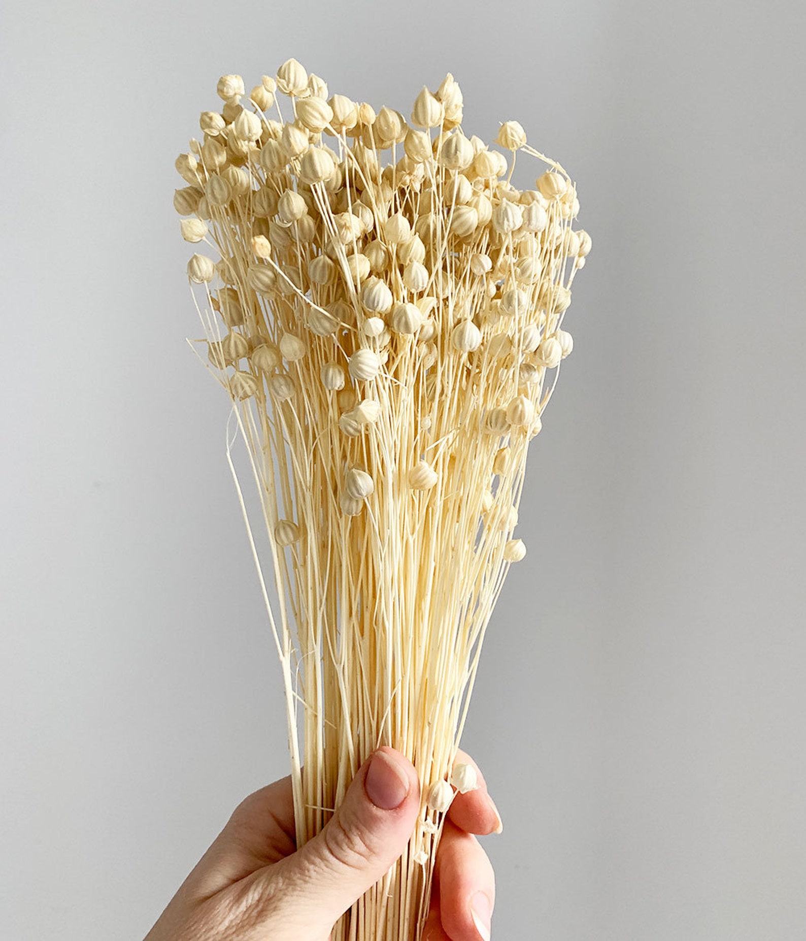 Dried Linum ,white Flax Bunch, Dried Canary Grass, Dried Flowers ...