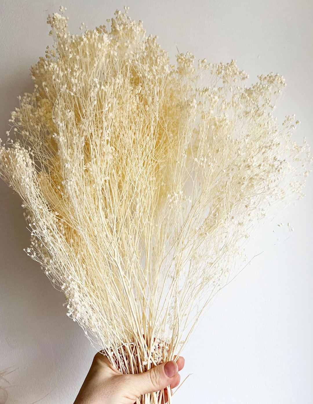 Broom Bloom Dried White Broom Bloom Stem, Dried Flowers, Dried Flowers ...