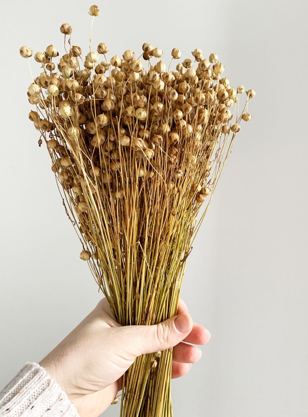 Dried Linum, Natural Flax Bunch, Dried Canary Grass, Dried Flowers ...