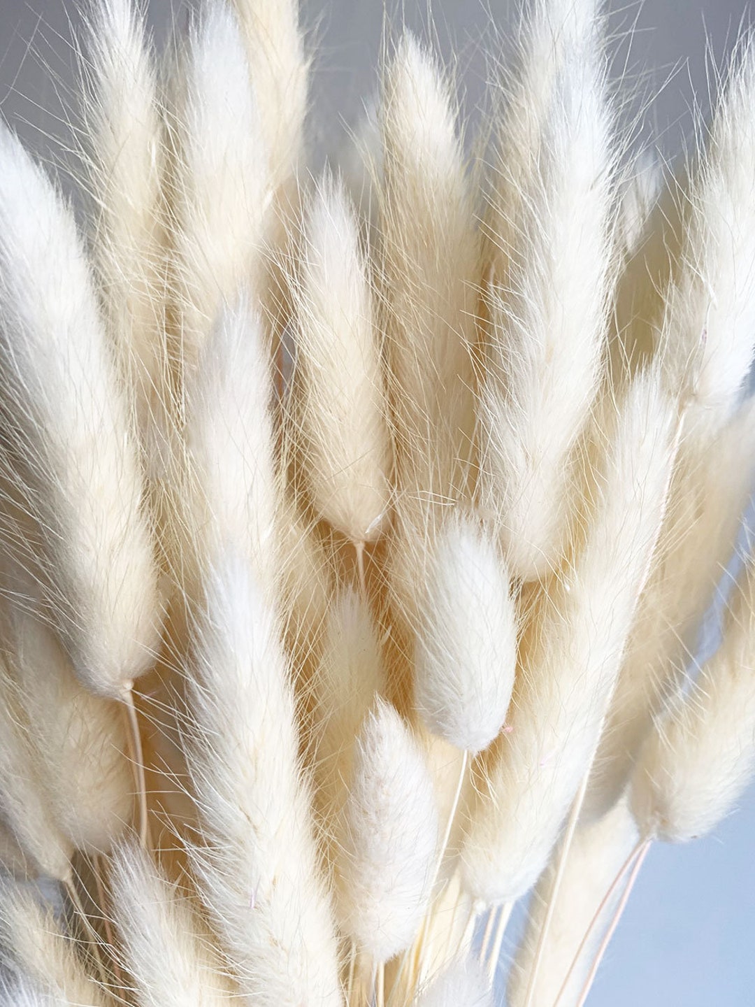 20 Pcs Dried Lagurus, Ivory Bunny Tails, Dried Bunny Tails, Dried ...