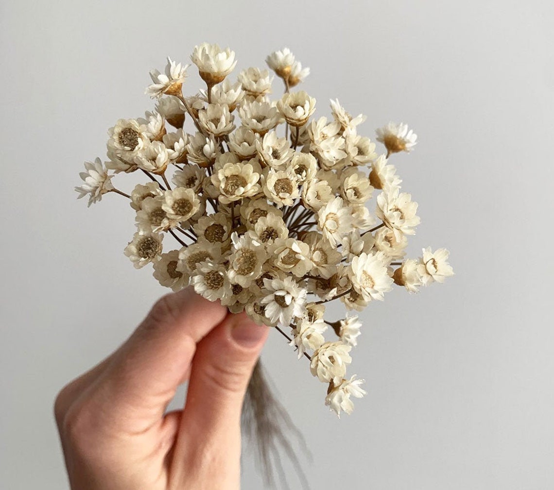 Glixia Bunch, Star Flowers Bunch, Dried Flowers, Dried Flowers Bouquet ...