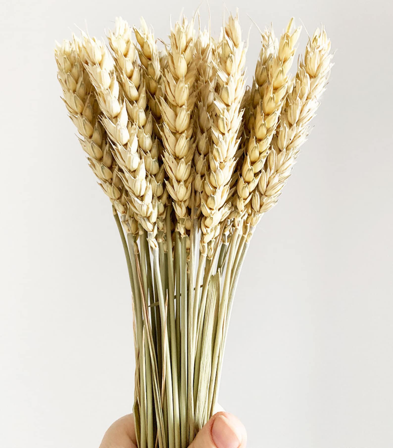 20 Pcs Dried Wheat Natural Wheat Dried Flowers Bouquet - Etsy