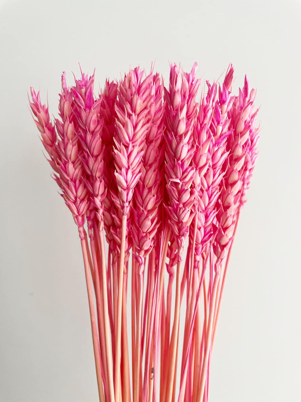 20 piezas trigo seco, trigo rosa claro, ramo de flores secas, hierba ...