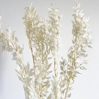 Preserved Ruscus | Bleached White | Dried Flowers - Etsy UK