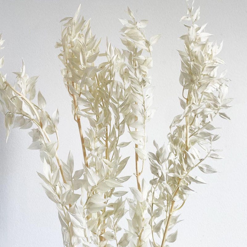 Ruscus Preserved - Etsy