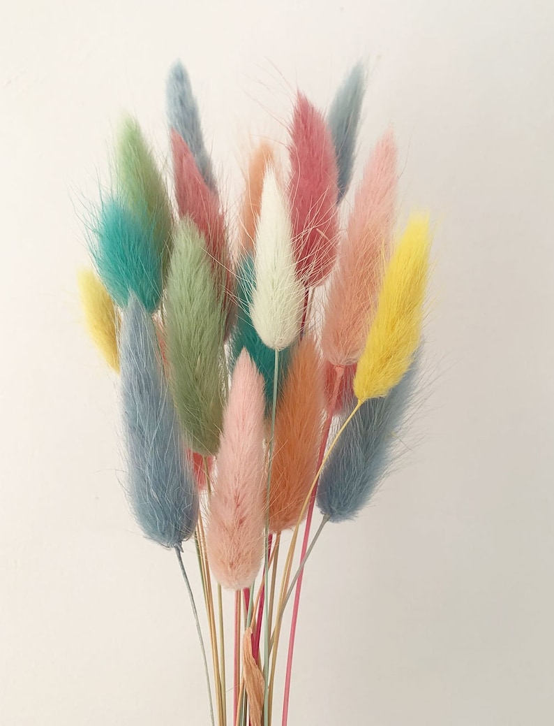 20 Pcs Dried Lagurus, Pastel Mix Colors Tails, Dried Bunny Tails, Dried ...