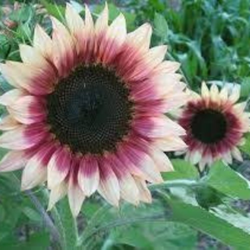 Sunflower Cherry Rose 61 - Etsy