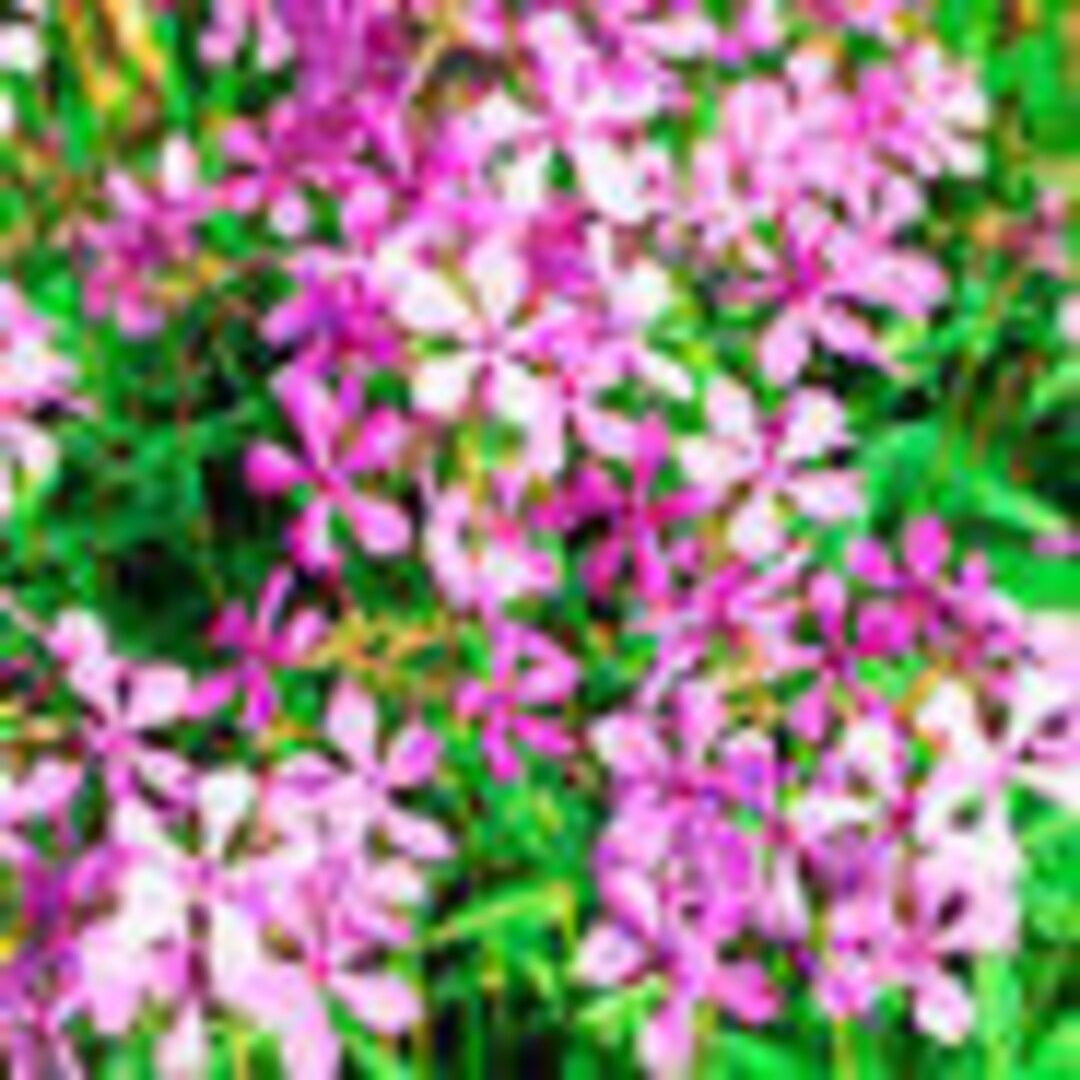 Wild Sweet William Seeds 20 Count - Etsy