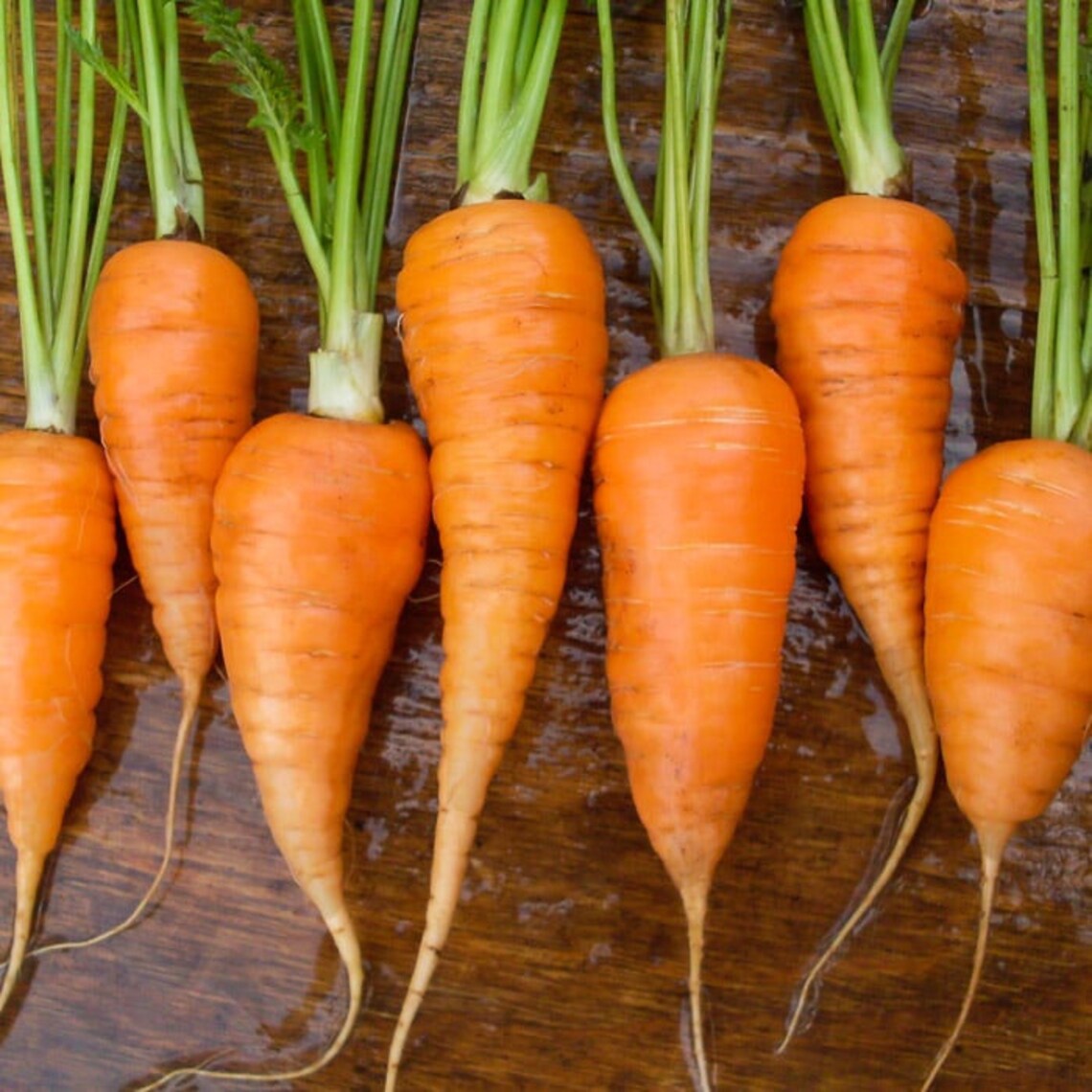 Red Core Chantenay Carrot Seeds 20 Count - Etsy
