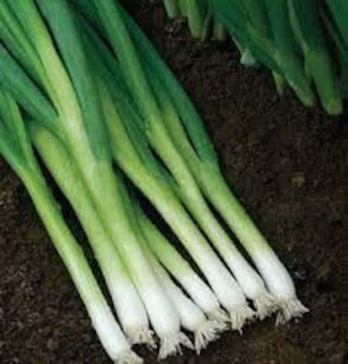 Evergreen Hardy White Scallion Seeds 20 Count - Etsy