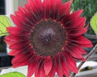 Red Sun Sunflower Seeds Heirloom Country Creek Acres - Etsy